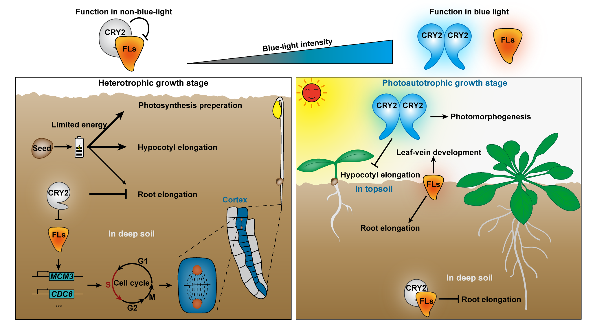颠覆观念！深圳大学最新Cell-蓝光受体CRY2居然在黑暗中具有功能-深圳大学生命与海洋科学学院
