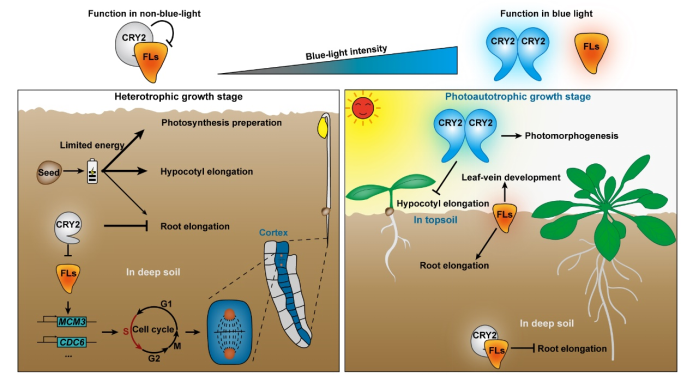 Breaking New Ground! CRY2, the Blue Light Receptor, Also Functions in ...